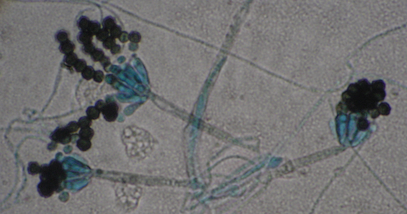 Memnoniella Mold