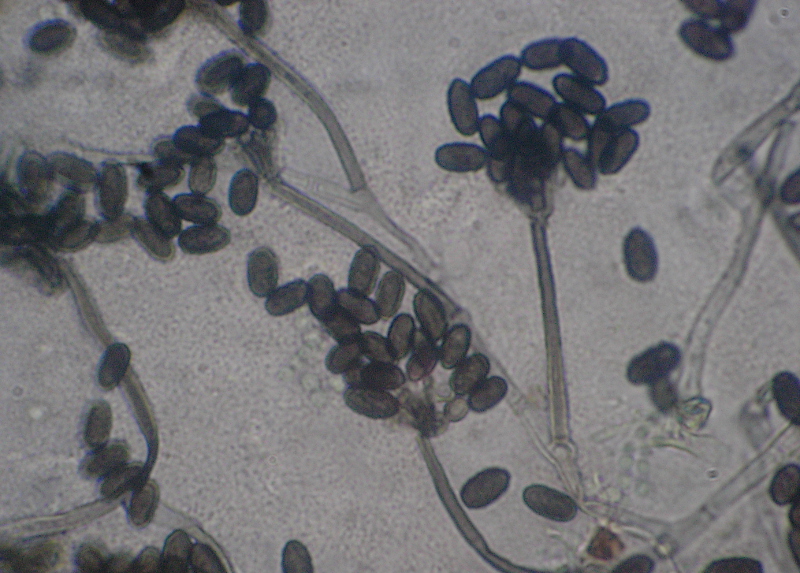 Mold Pictures- See How Molds Look Like . Mould Facts