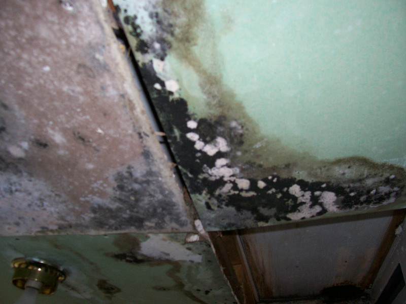 Mold Pictures- See How Molds Look Like . Mould Facts