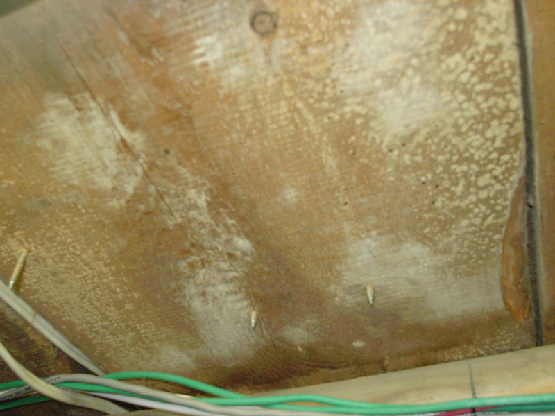 Hidden Mold: What to Do When You Can't See Mold, but Still Suspect a ...