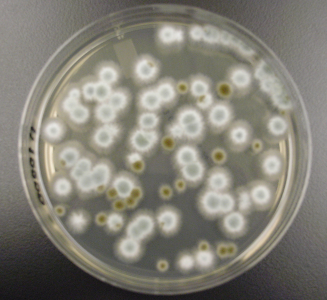 Mold Remediation Guidelines - Mould Facts