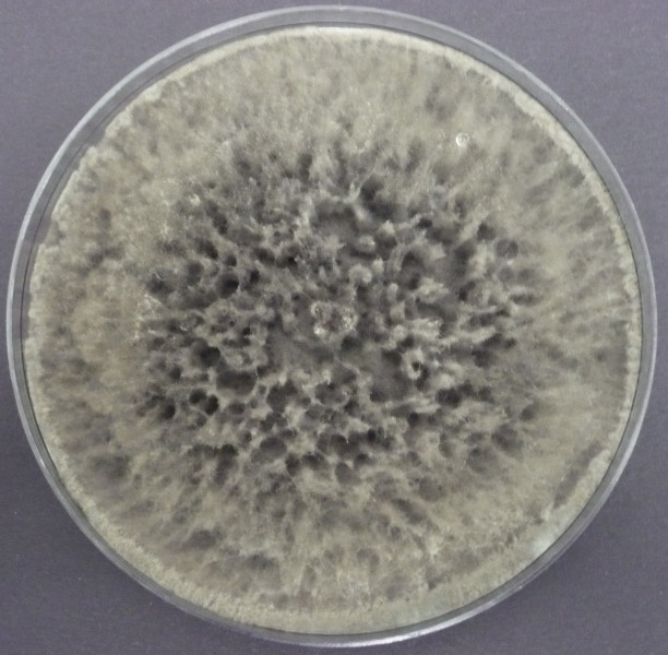 Mold Pictures- See How Molds Look Like . Mould Facts